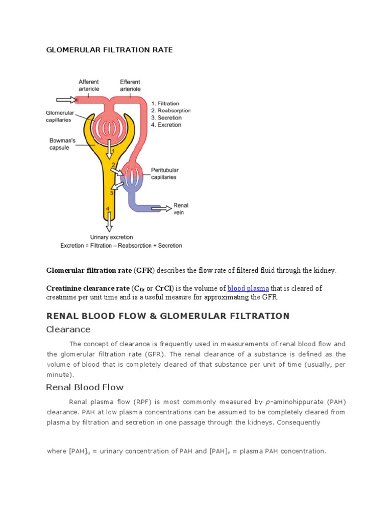 Understanding Glomerular Filtration Rate | PDF | Renal Function ...