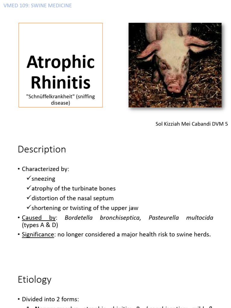 Atrophic Rhinitis Cabandi | PDF