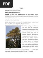 Benefits of the Tibig Tree (Ficus Nota) | PDF