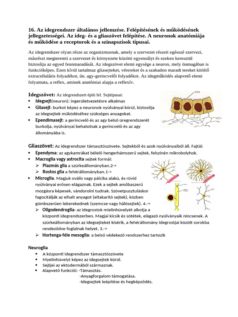 16 Idegrendszer R | PDF