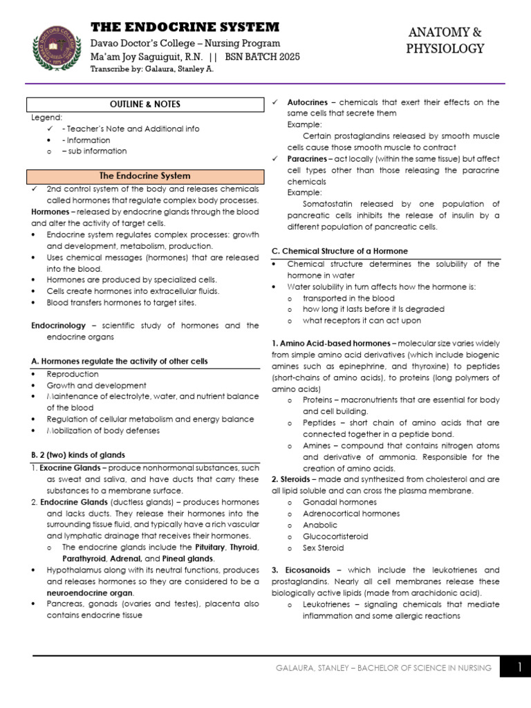 Endocrine System | PDF