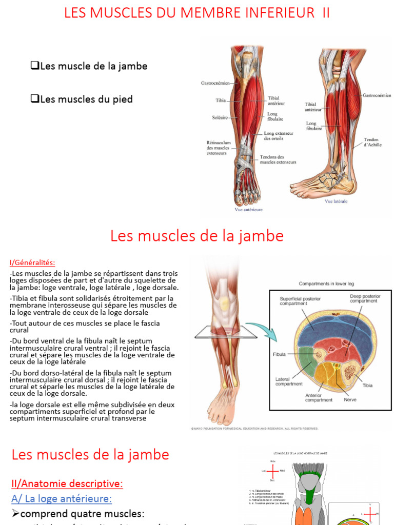 Les Muscles Du Membre Inferieur II | PDF