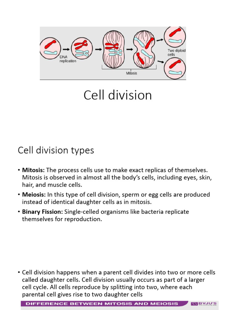 Cell Division | PDF