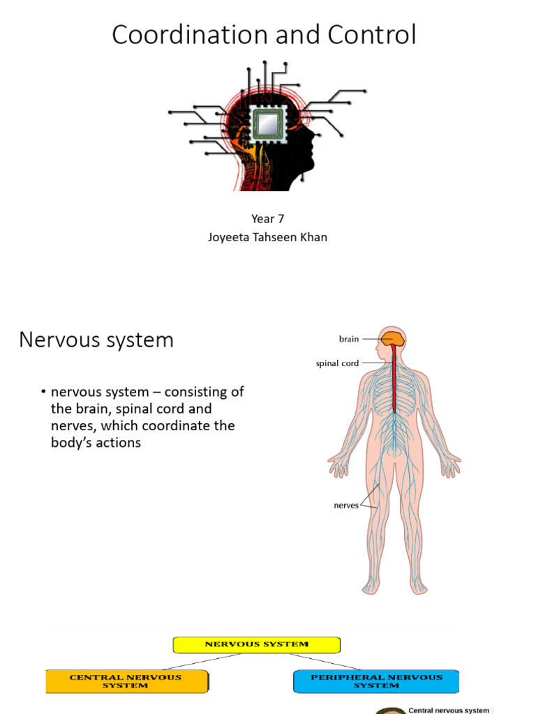 Coordination and Control Year 7 1 | PDF