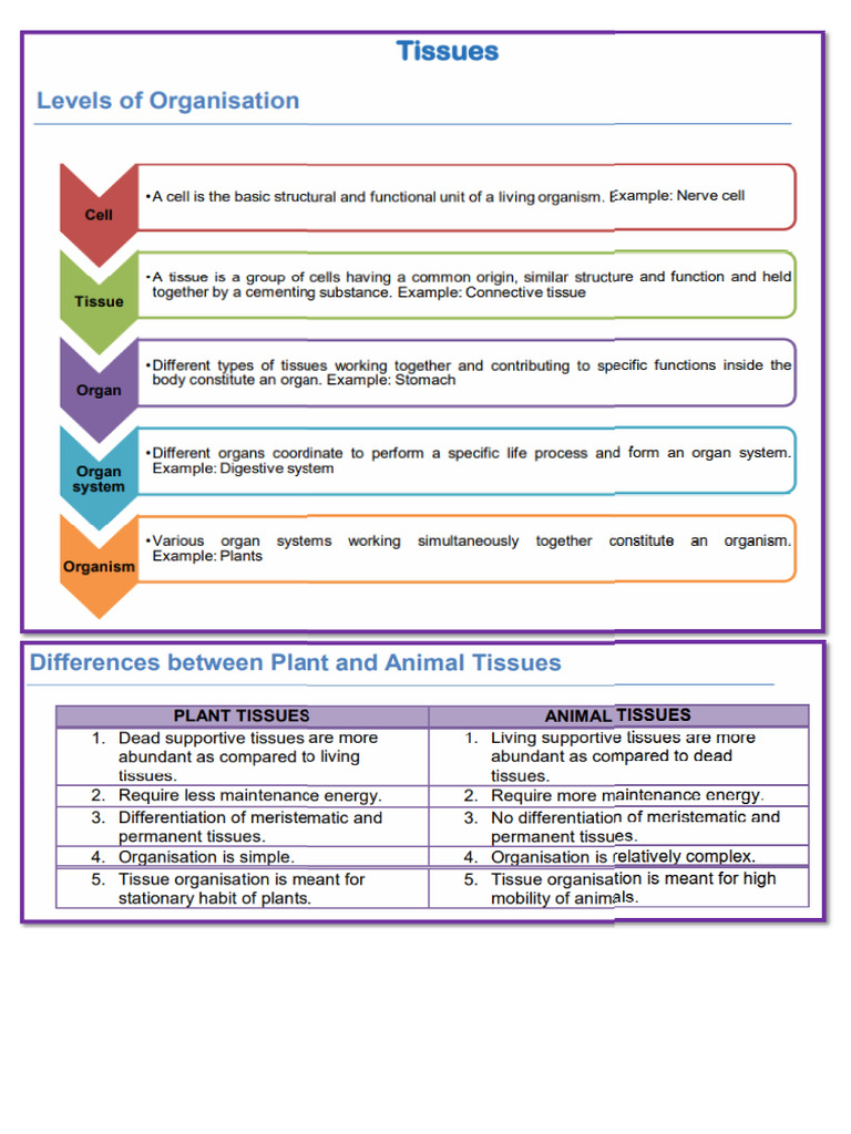 Tissues (Without Pics) | PDF