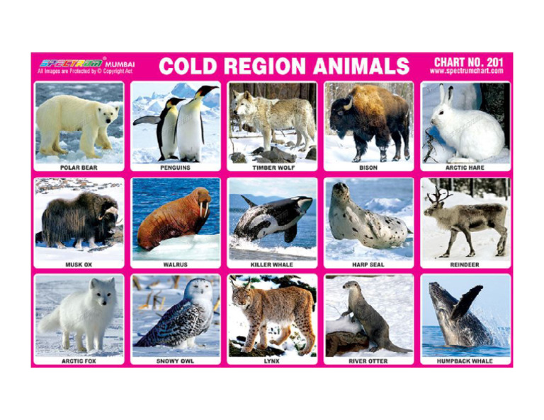 Cold Region Animals | PDF