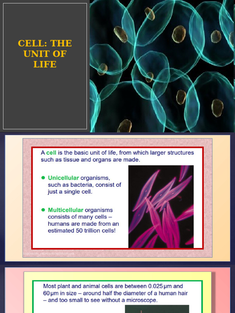 Cell Structure and Functions 2 | PDF