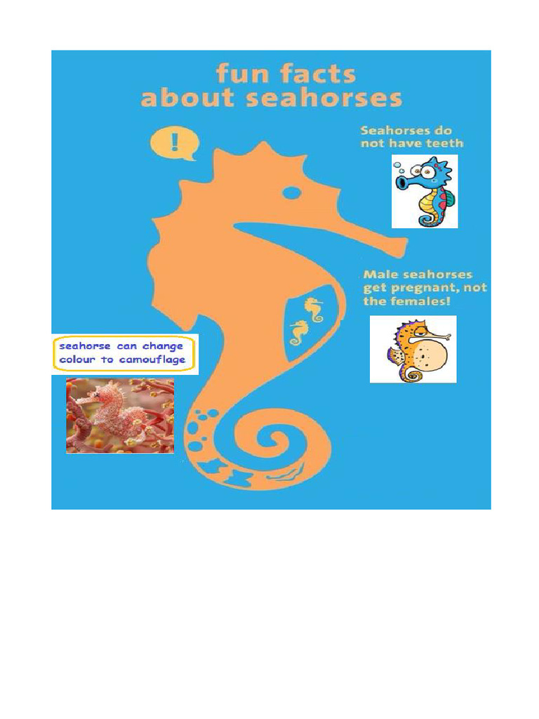 Seahorse Fun Fact | PDF