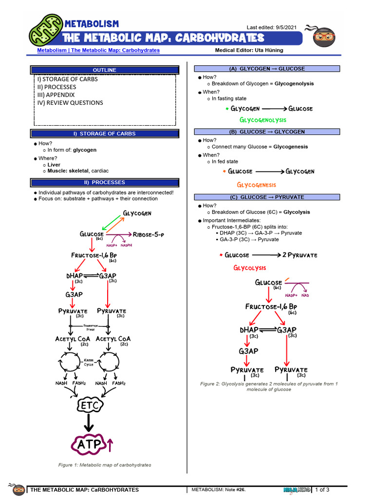 The Metabolic Map - Carbohydrates Atf | PDF