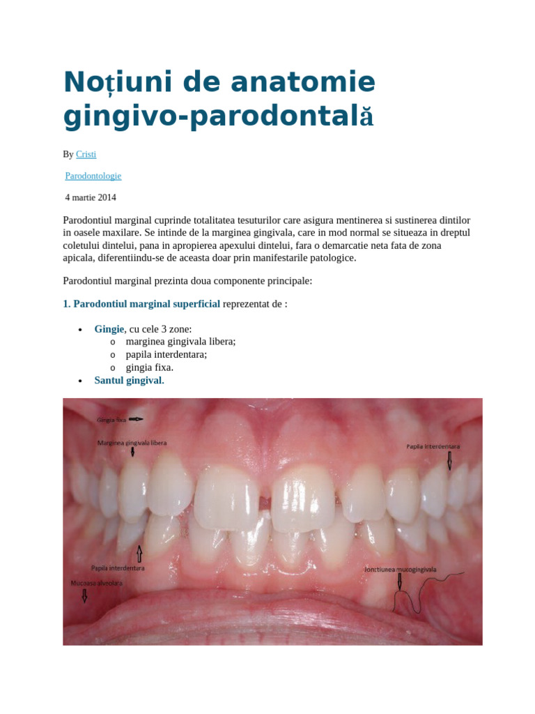 Noţiuni de Anatomie Gingivo-Parodontala | PDF