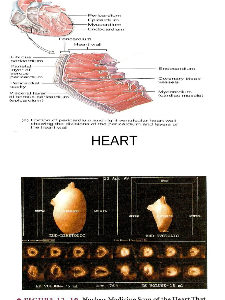 HEART | PDF