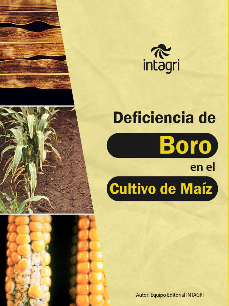 Deficiencia de Boro en El Cultivo Se Maiz | PDF | Boro | Agricultura