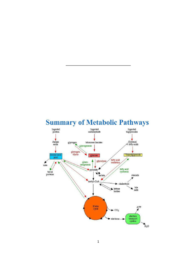 BCH202 - Carbohydrate Metabolism Note | PDF