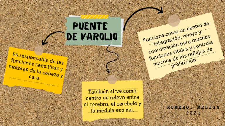 Puente de Varolio Funciones | PDF