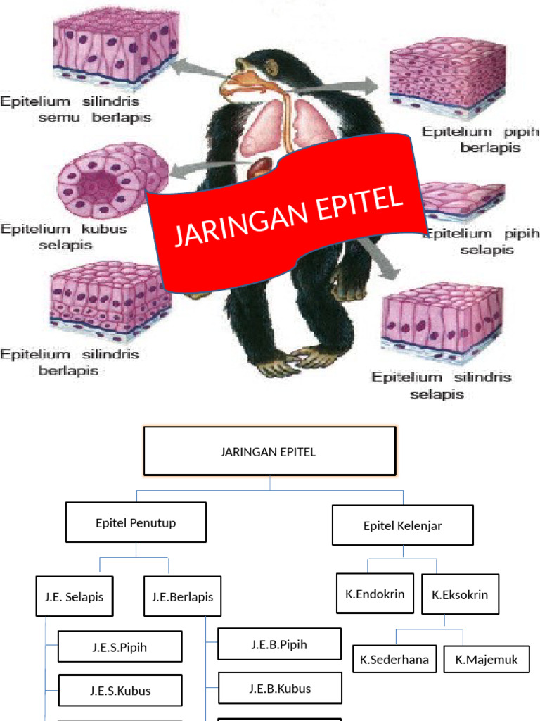 Jaringan Epitel | PDF