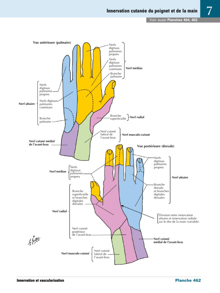 Innervation Cutanée Du Poignet Et de La Main | PDF