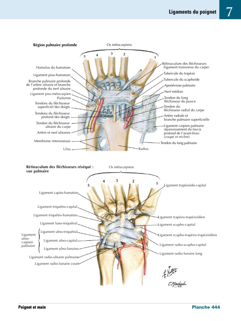 Ligaments Du Poignet | PDF