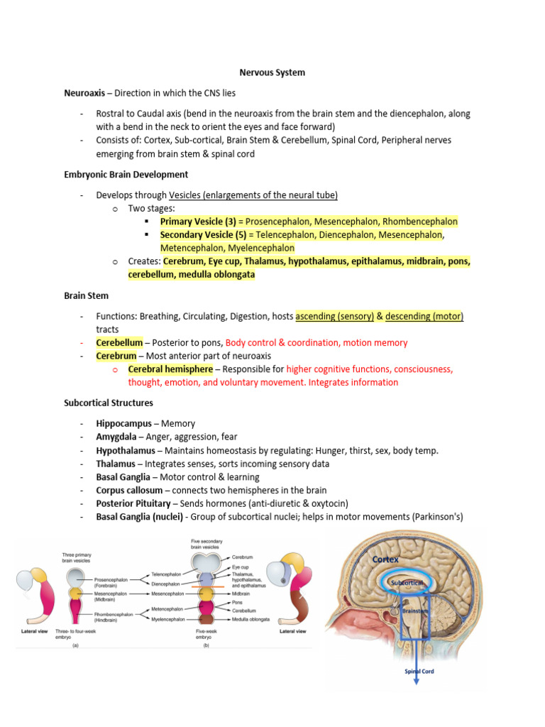 Anatomy Week 2 (Nervous System) | PDF