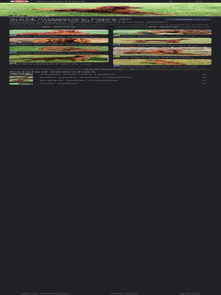 Shetter Perro - Google Search | PDF