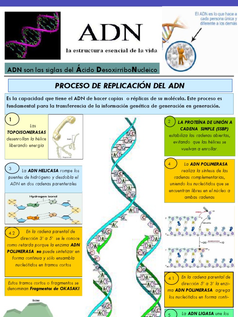 Infografia Adn | PDF
