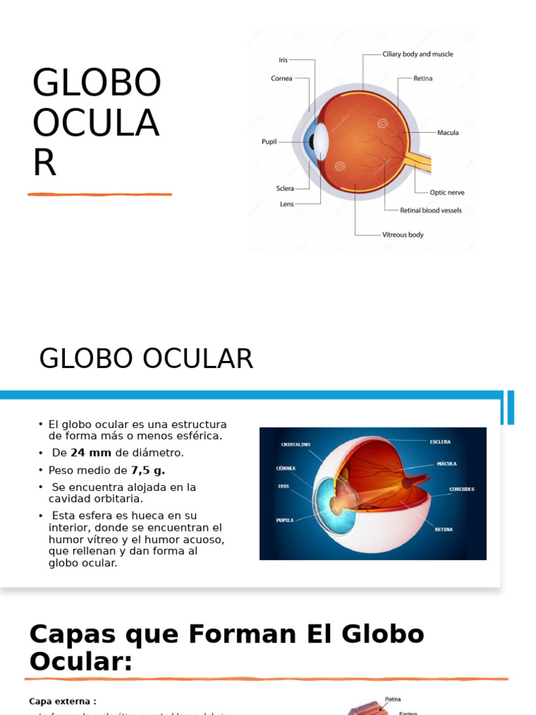 Globo Ocular | PDF