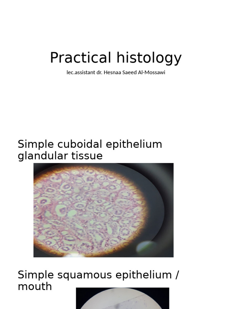 Practical Histology | PDF