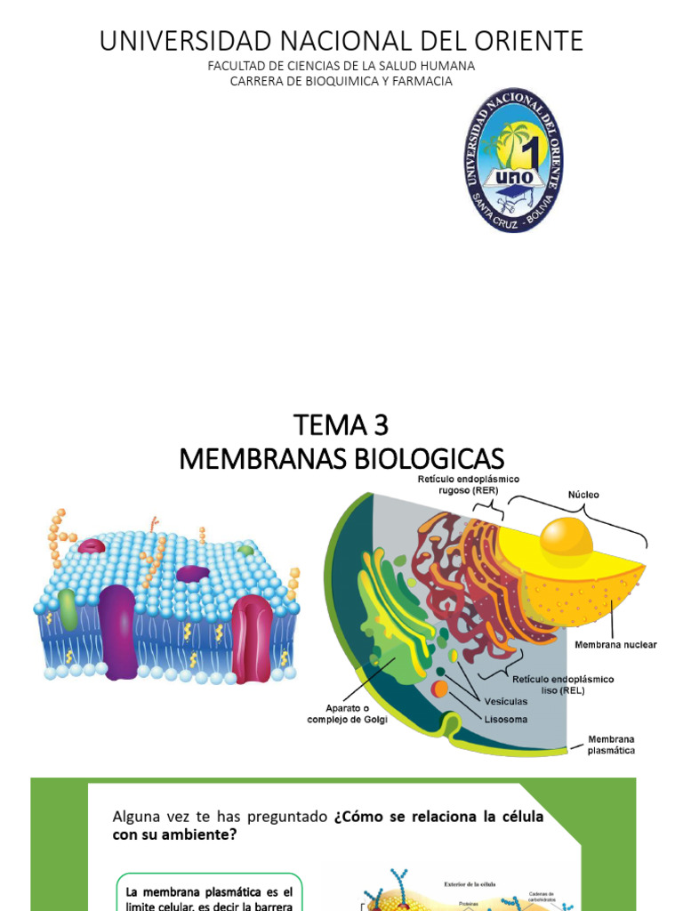 Tema 3 Membranas Biologicas | PDF
