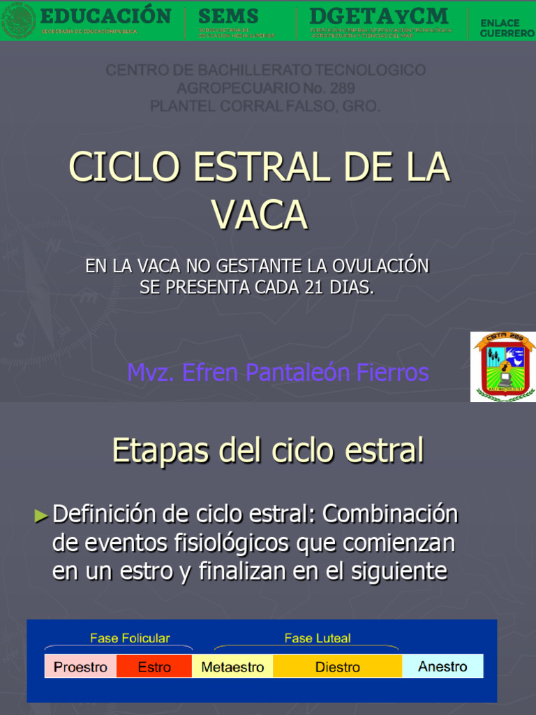 Ciclo Estral de La Vaca | PDF | Hormona luteinizante | Sistema endocrino
