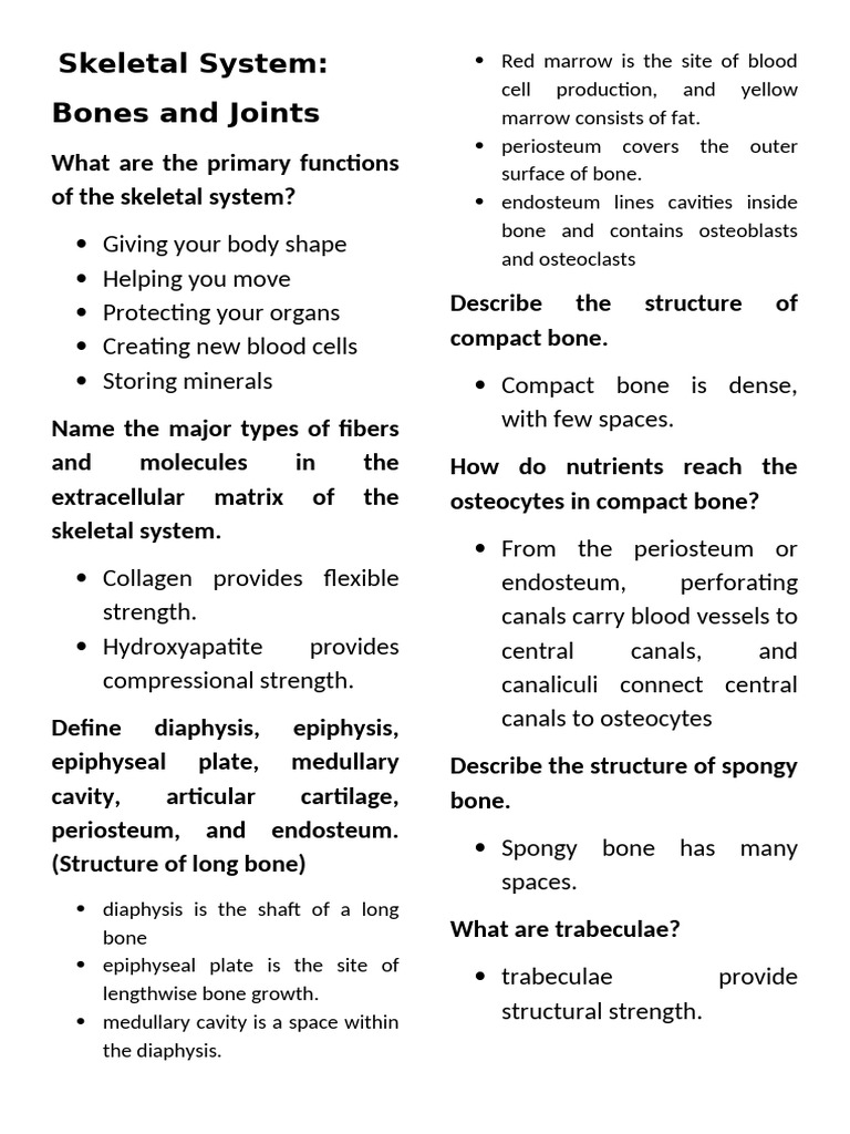 Skeletal System | PDF | Bone | Social Science