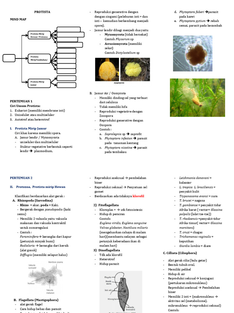 X.5 Protista | PDF