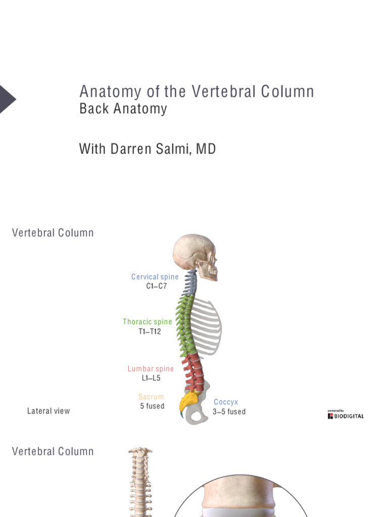 1 Anatomy of The Vertebral Column | PDF