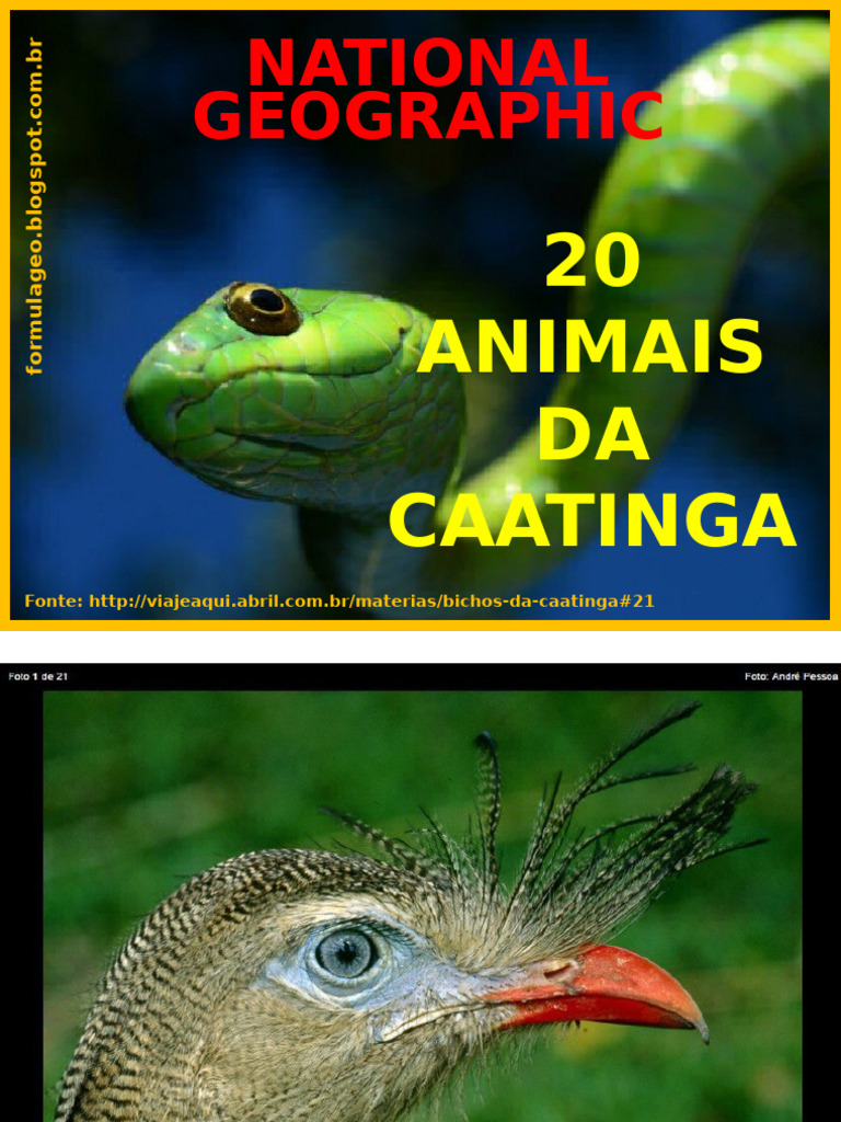 20 Animais Da Caatinga | PDF