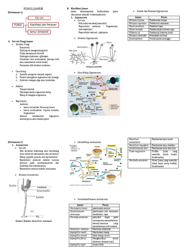 Ciri, Klasifikasi, dan Peranan Jamur | PDF | Organisms | Fungus