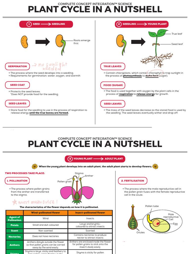 Plant Cycle | PDF