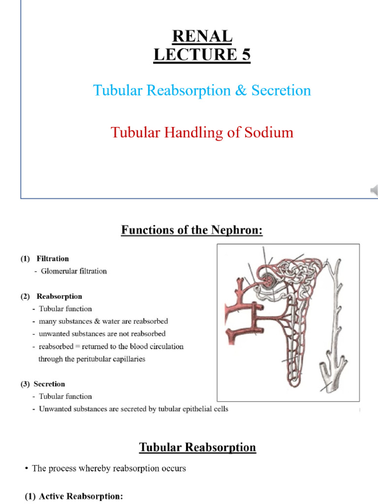5 & 6 Renal Lectures 5 & 6 - Powerpoint Slides. | PDF