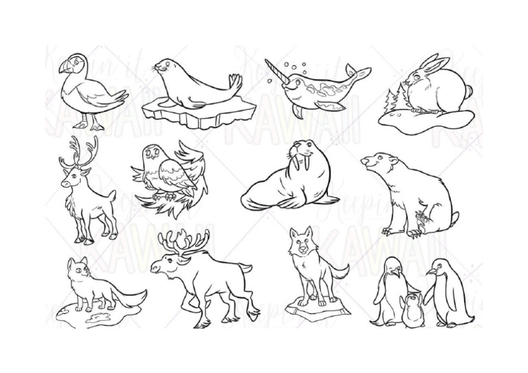 Animals | PDF