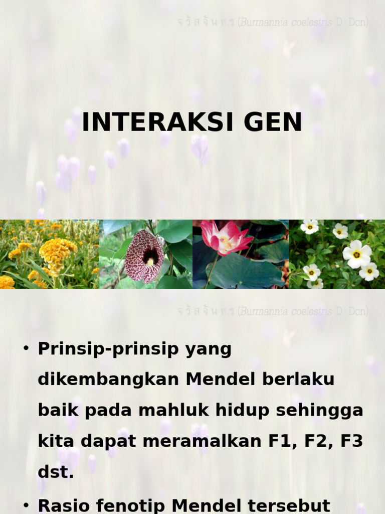 Interaksi Gen | PDF