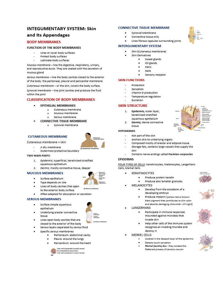 W7 Integumentary System | PDF