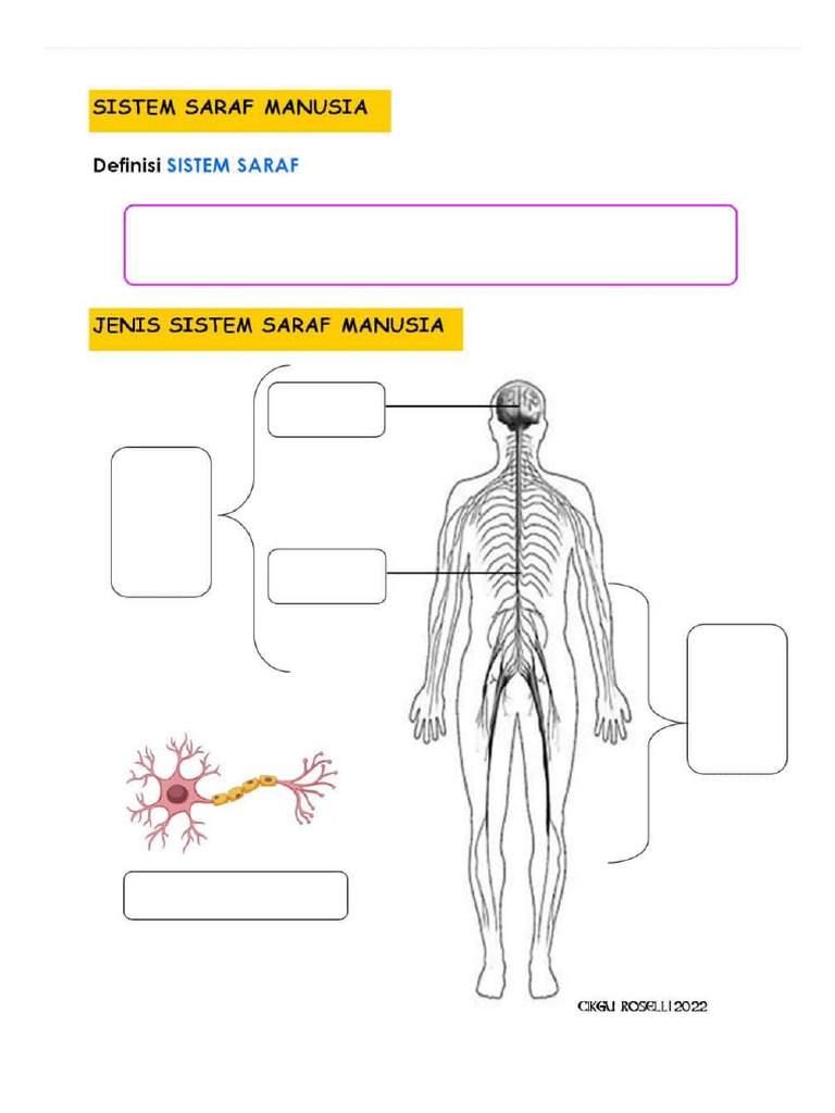 Sistem Saraf | PDF
