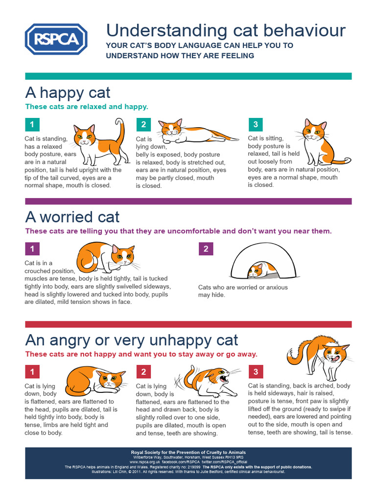 A3 Understanding Cat Behaviour | PDF