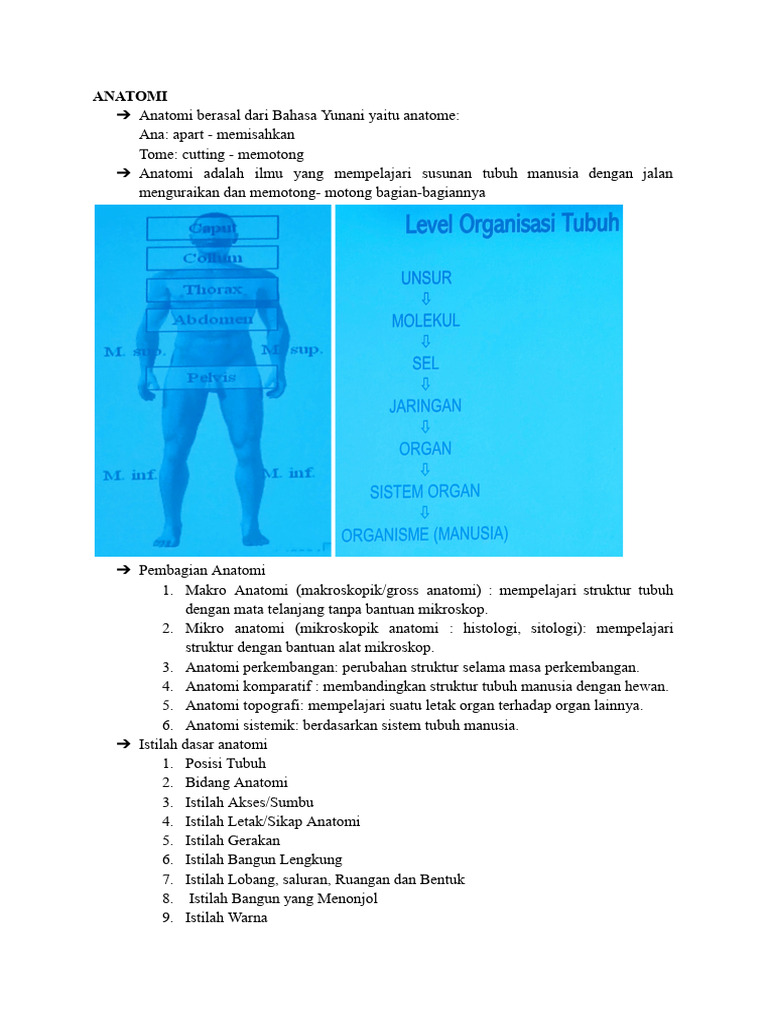 Anatomi SMT 2 | PDF | Brainstem | Brain