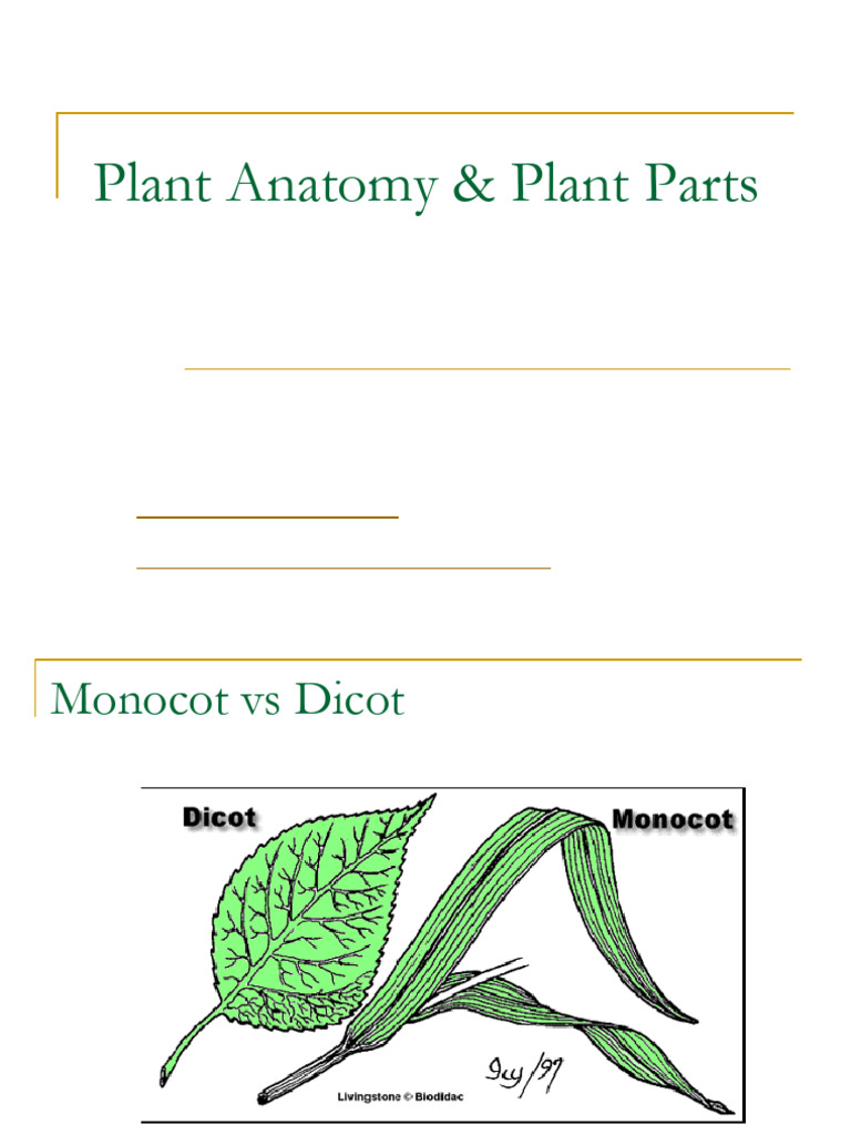Plant Anatomy Plant Parts (Presentation) | PDF