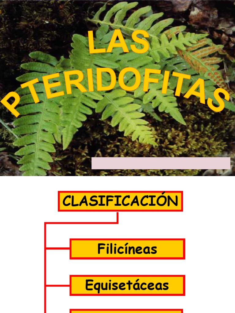 Tema 14 Pteridofitas 2024 | PDF
