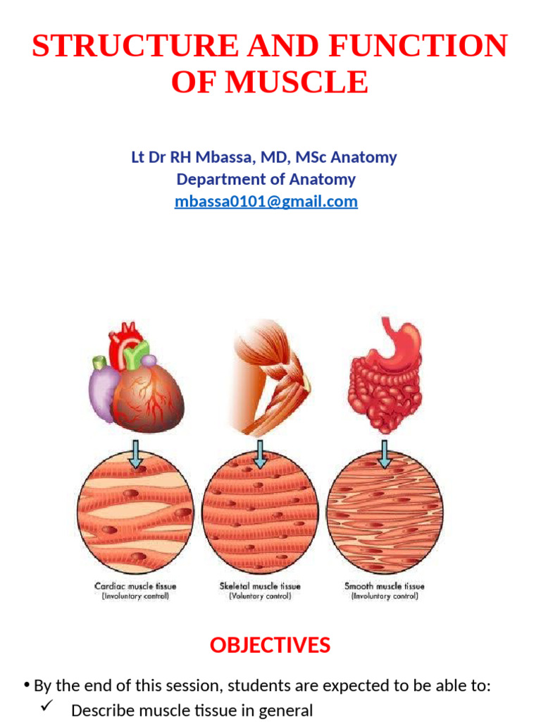 Structure and Function of Muscle | PDF