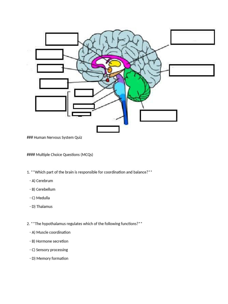 Brain Functions and Nervous System Quiz | PDF | Central Nervous System ...