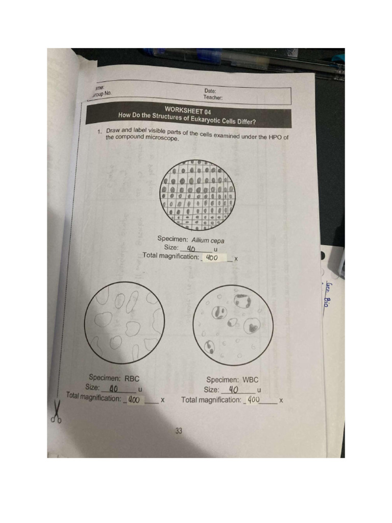 Gen Bio Worksheet #4 | PDF
