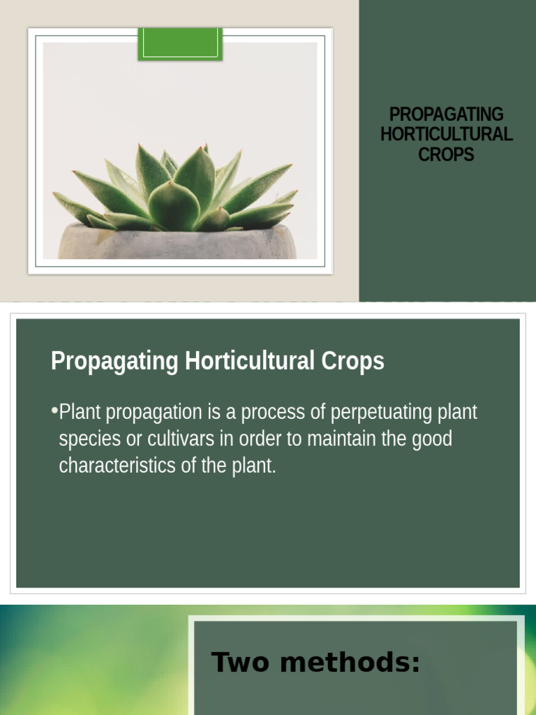 Propagating Horticultural Crops PPT 012200 | PDF
