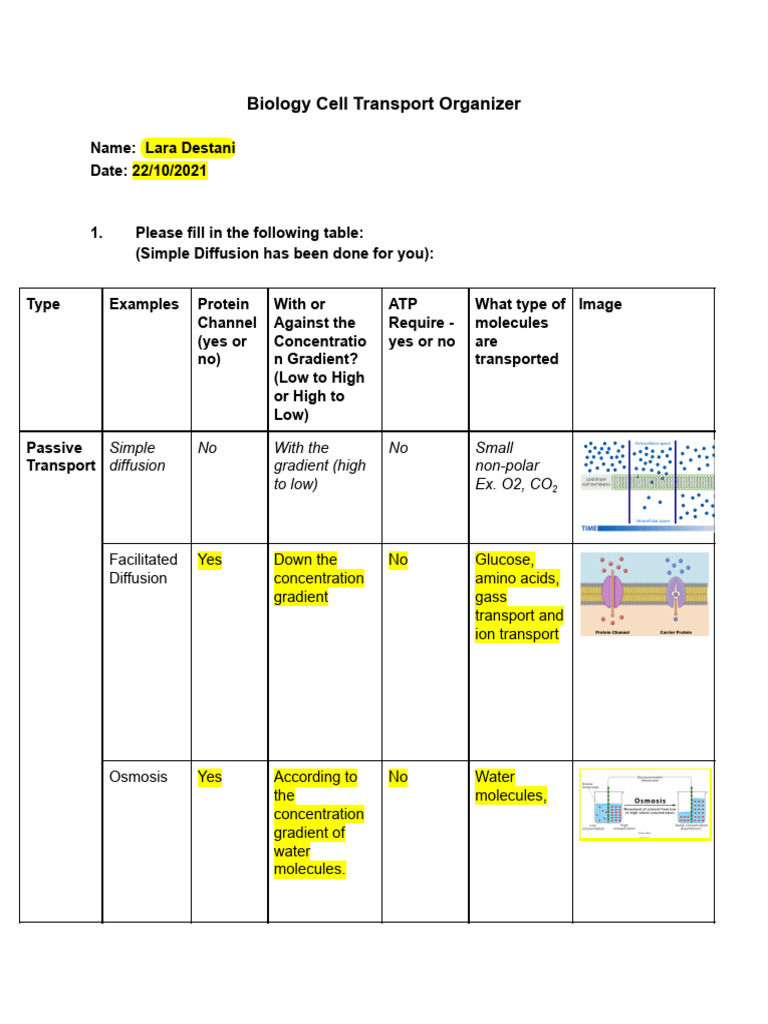 Biology Cell Transport Organizer | PDF