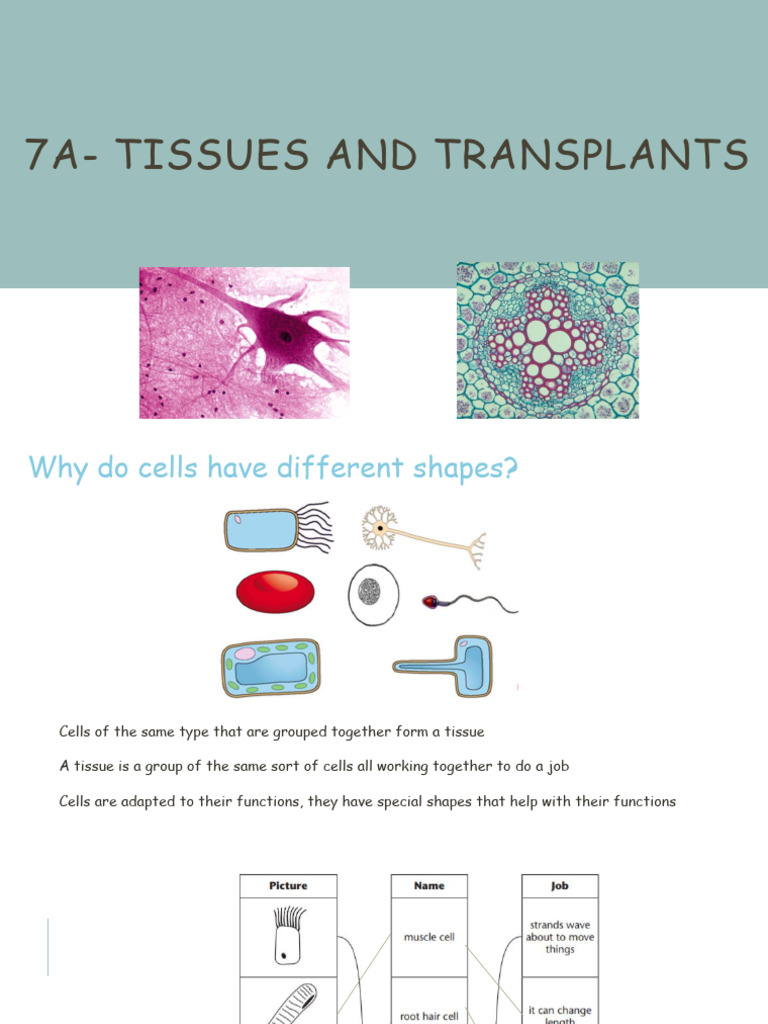 7ad - Cell Divison | PDF