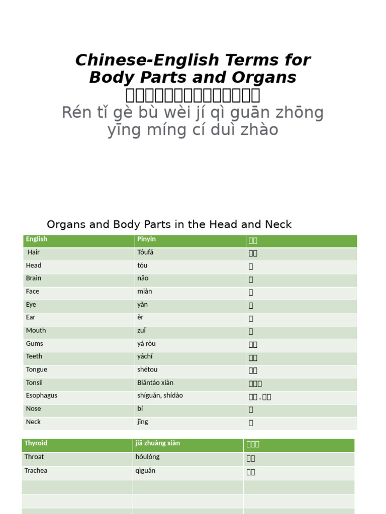 Chinese-English Terms For Body Parts and Organs | PDF